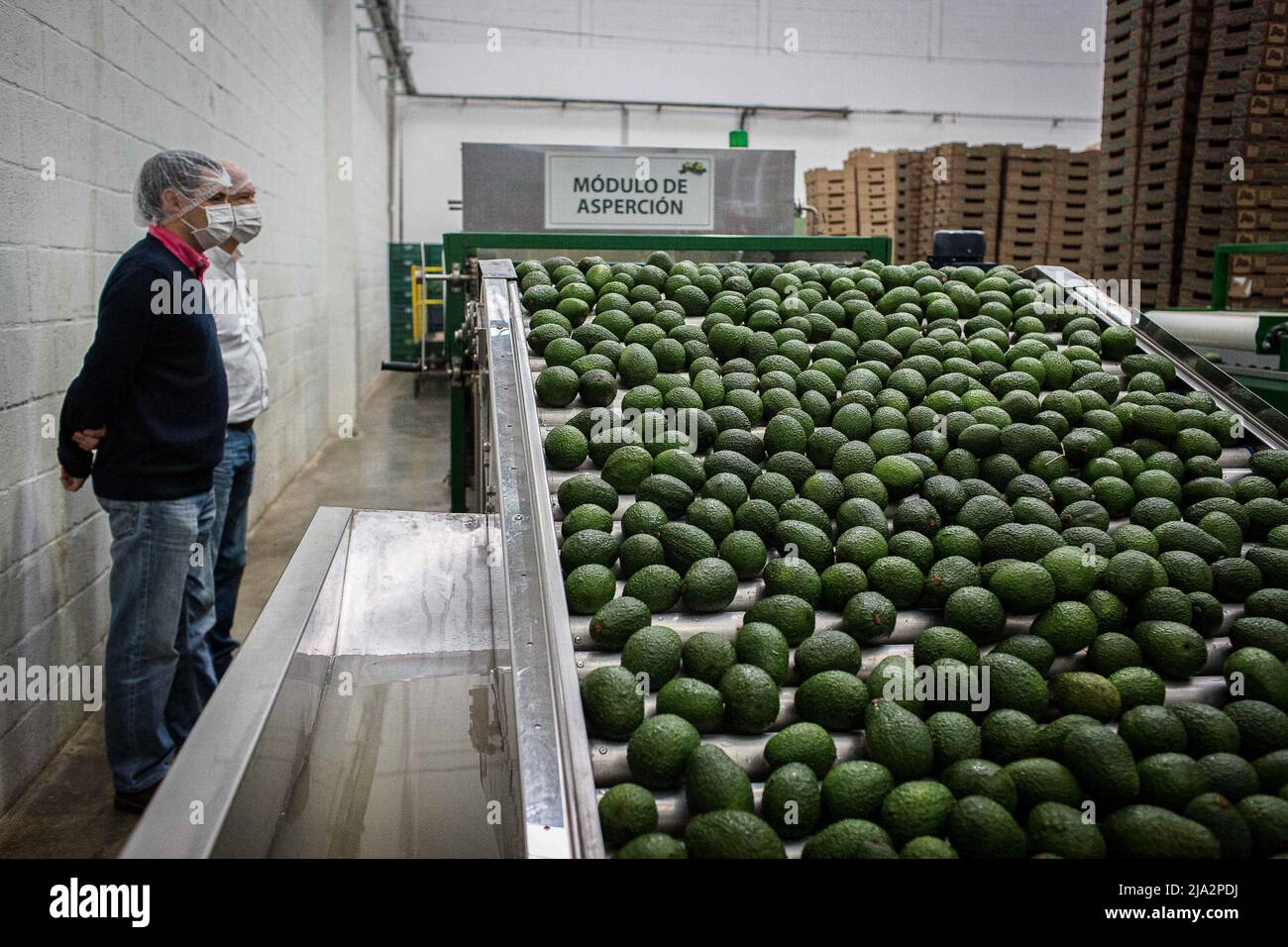 Avocado processing hi-res stock photography and images - Alamy