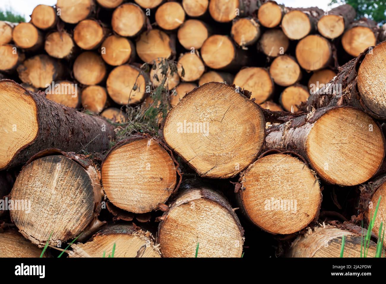 hardwood logging for industrial processing and production, tree trunks ...