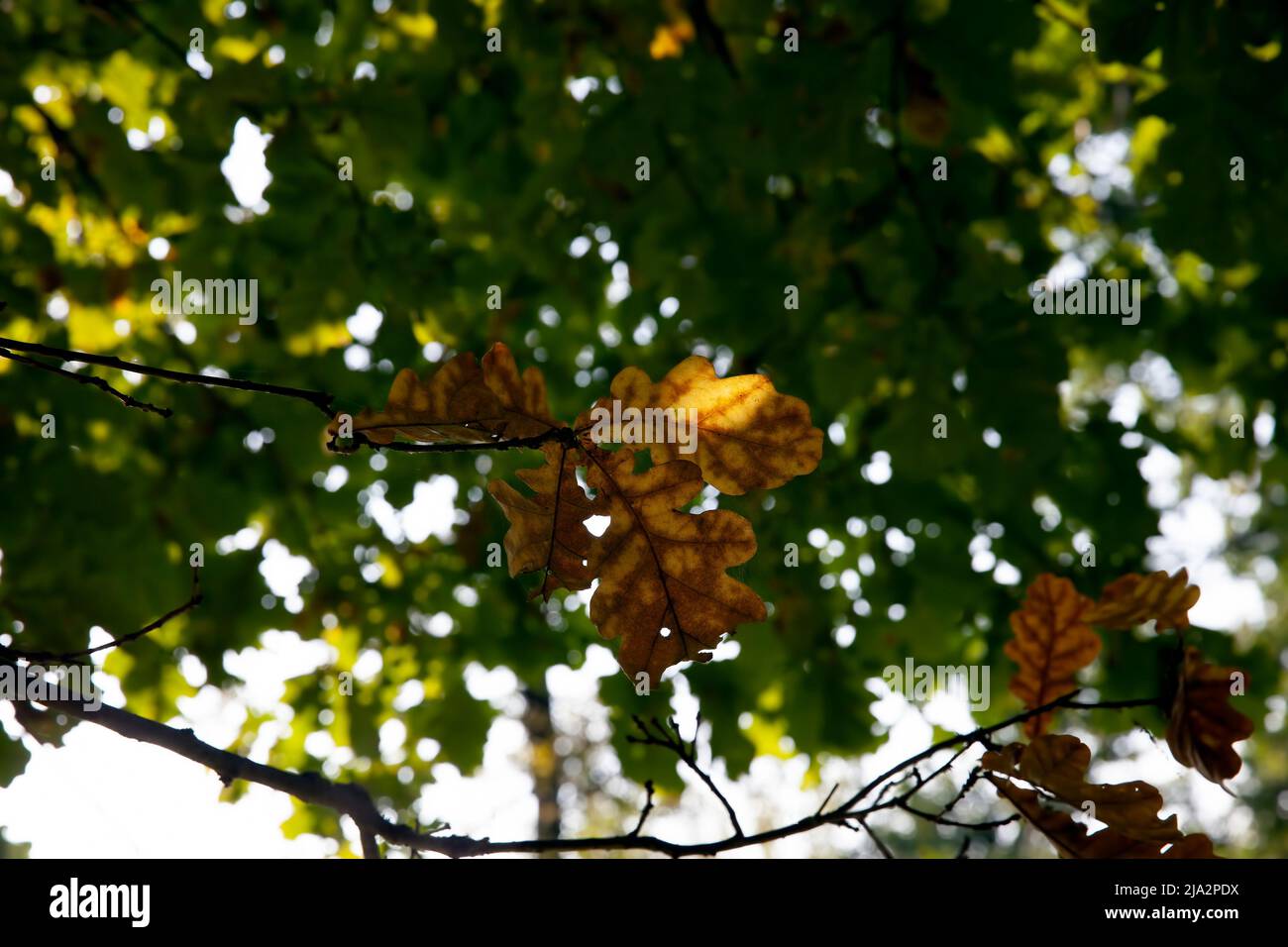 oak foliage turning yellow in autumn during leaf fall, oak tree with ...
