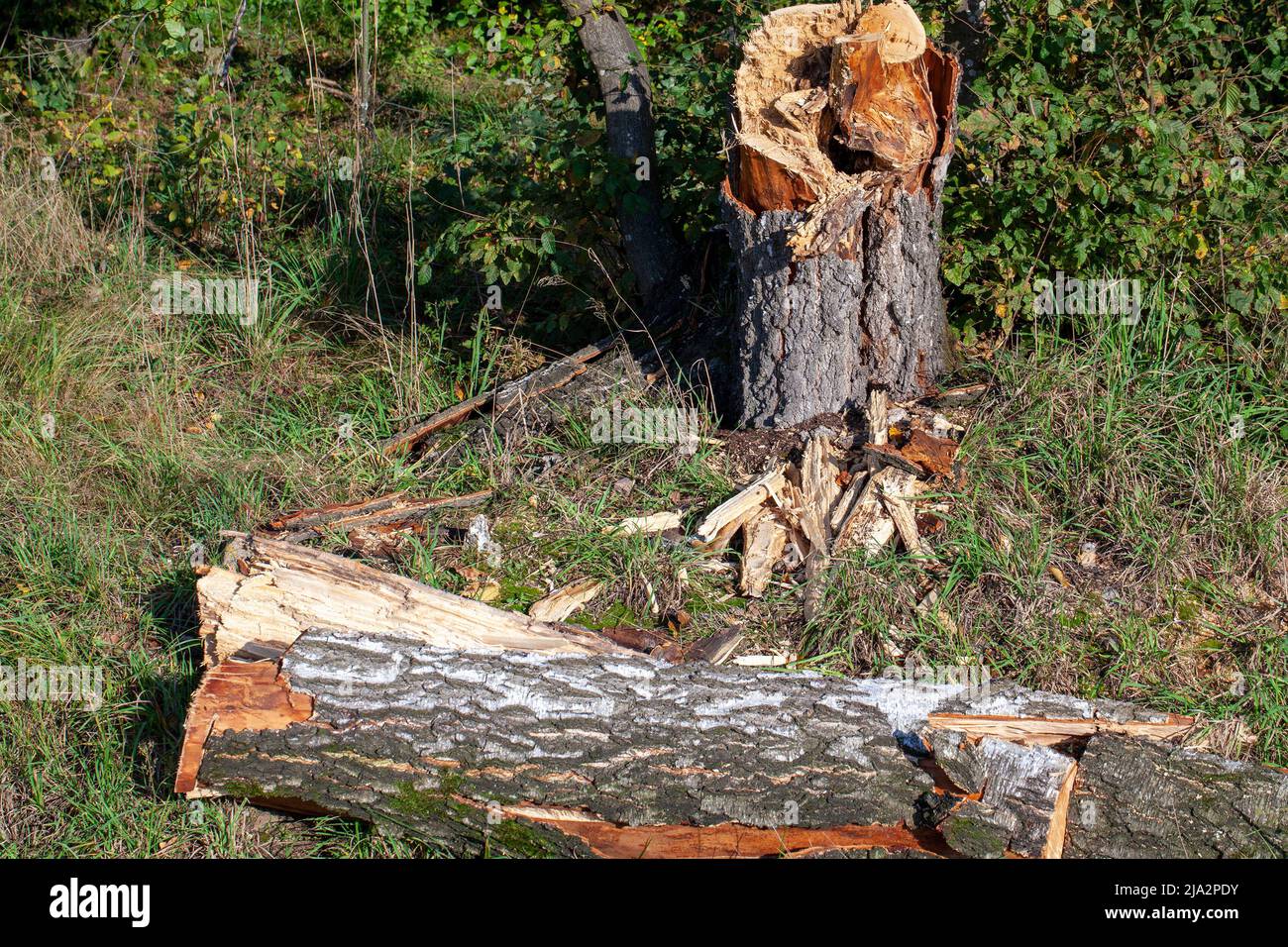 hardwood logging for industrial processing and production, tree trunks ...