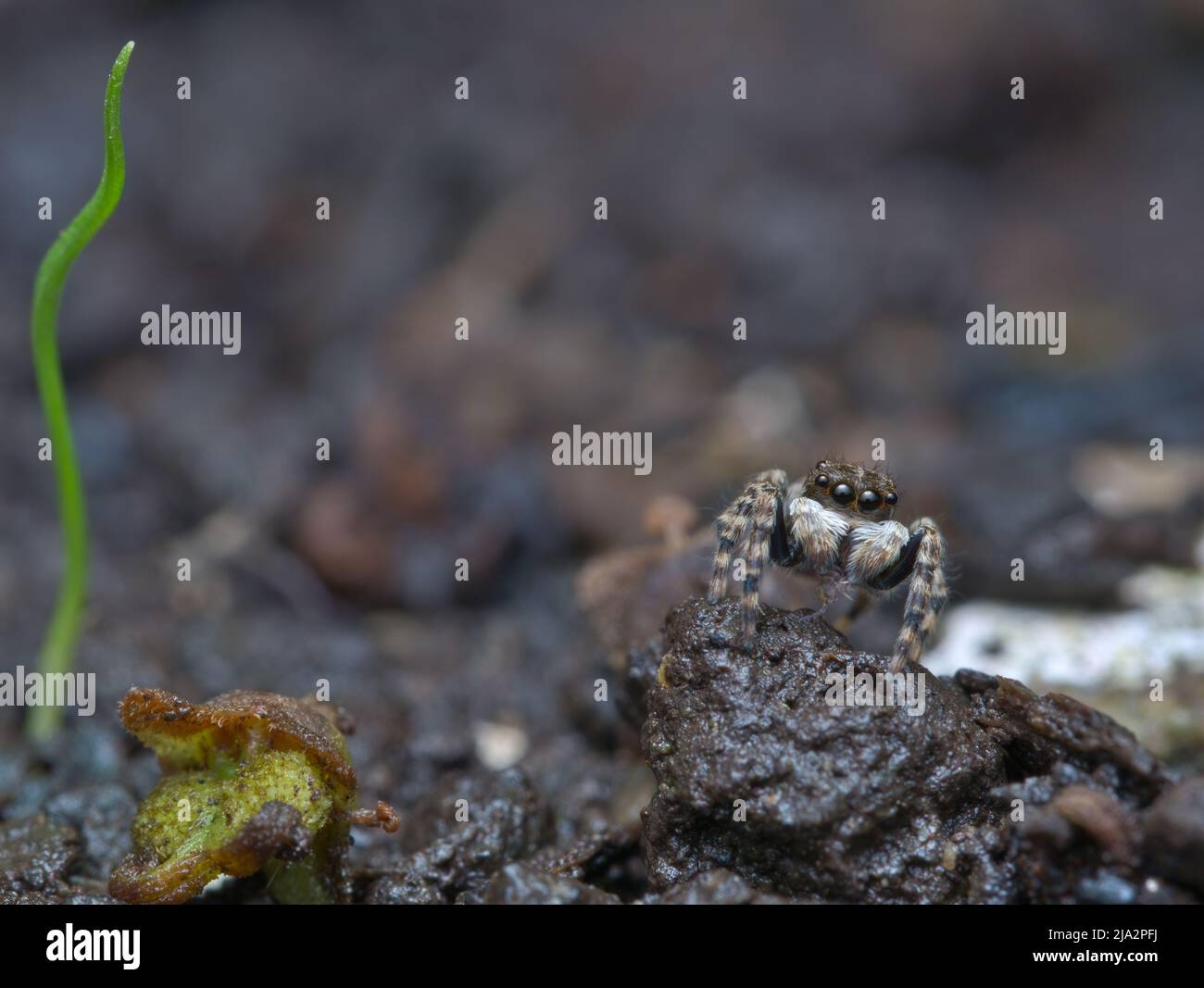 Ground jumping spider hi-res stock photography and images - Alamy