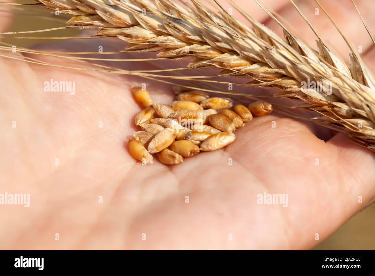 mature wheat grains from which it is possible to obtain a new crop of ...