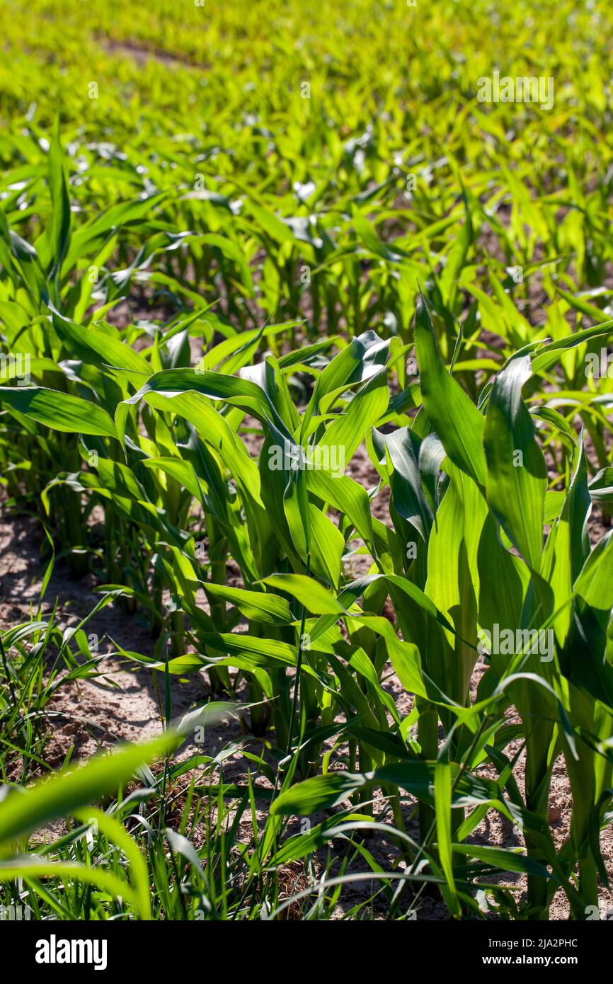 young green corn in mud and soil after rains, agricultural field with ...