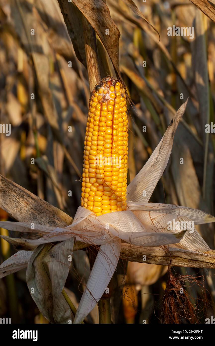 yellow ripe corn fruits in summer, corn cobs in mold and mushroom Stock ...