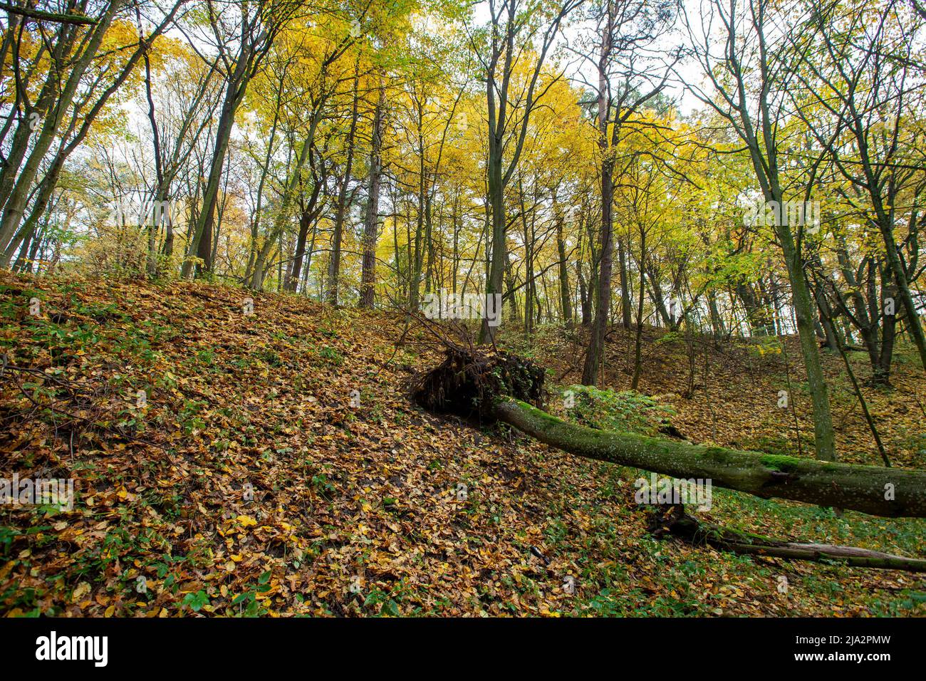 deciduous trees with colorful yellow orange foliage in the autumn ...