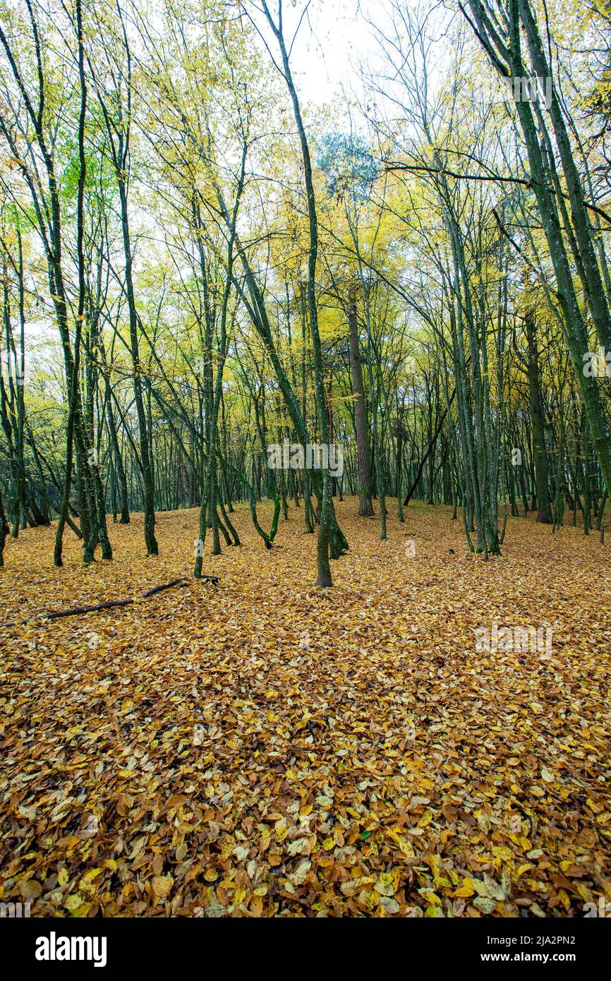 deciduous trees with colorful yellow orange foliage in the autumn ...