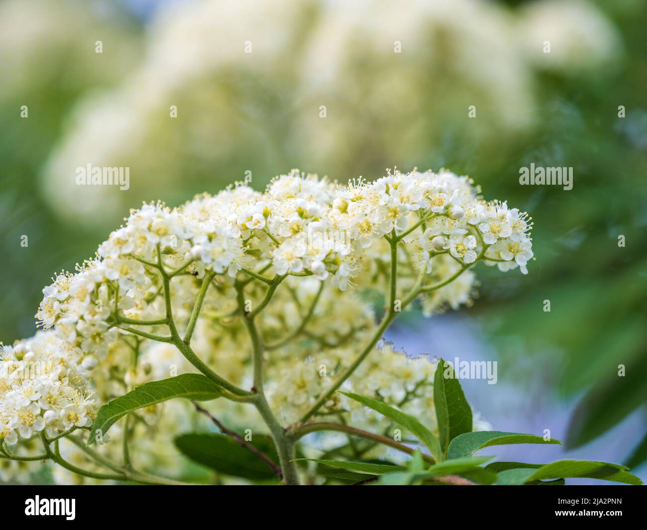 Spiraea chamaedryfolia or germander meadowsweet or elm-leaved spirea ...