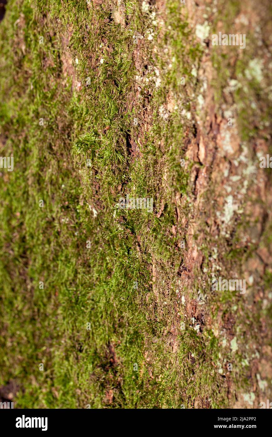 structure and features of tree bark close-up, natural tree trunk in the ...