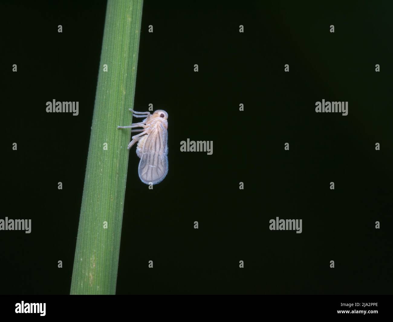 White backed planthopper on the grass with black background Stock Photo ...