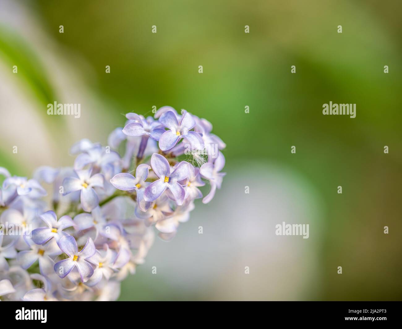 White Blooming Lilac Flowers in spring. Branches with spring lilac ...