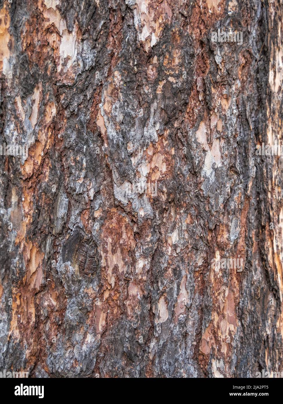 Bark texture and background of a old fir tree trunk. Detailed bark ...
