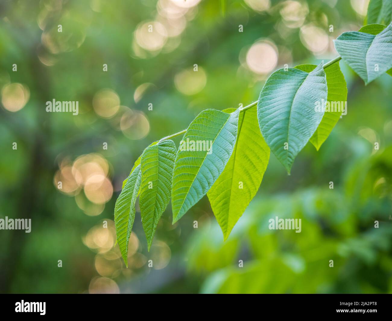 Branch with fresh green leaves of Juglans mandshurica, Manchurian ...