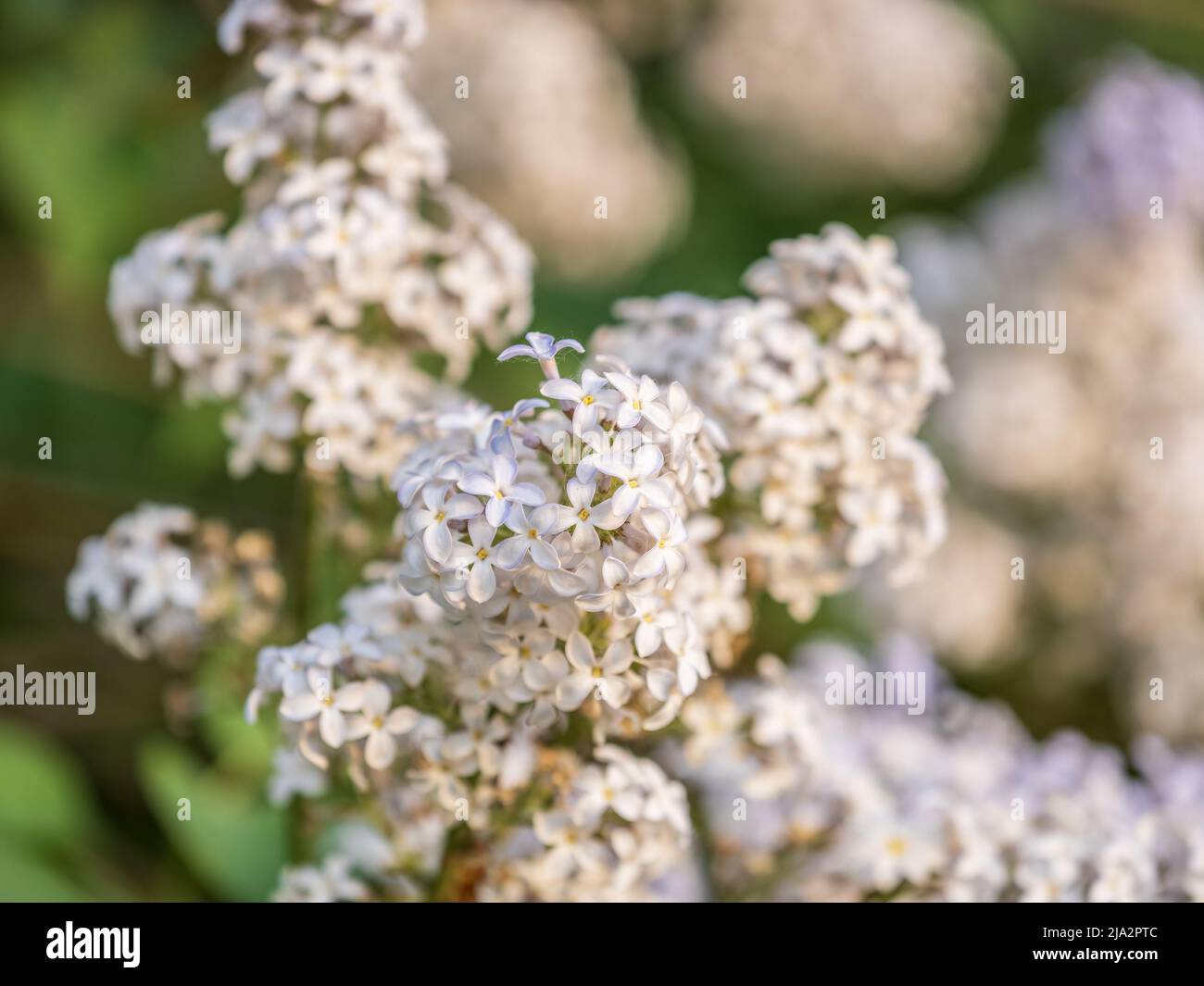 White Blooming Lilac Flowers in spring. Branches with spring lilac ...