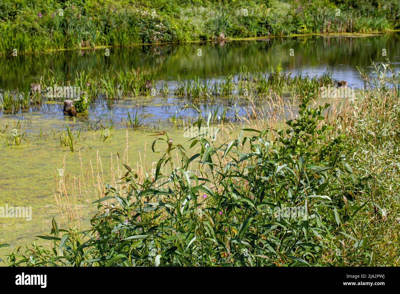 the surface of the water in the swamp covered with green duckweed, the ...