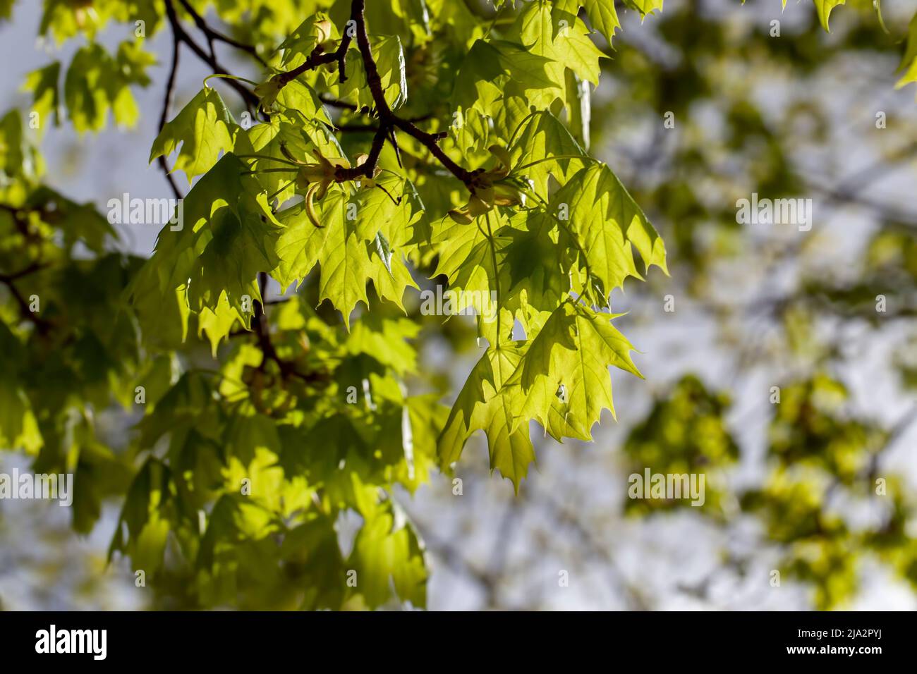flowering maple trees in the spring season, beautiful sunlight-lit ...