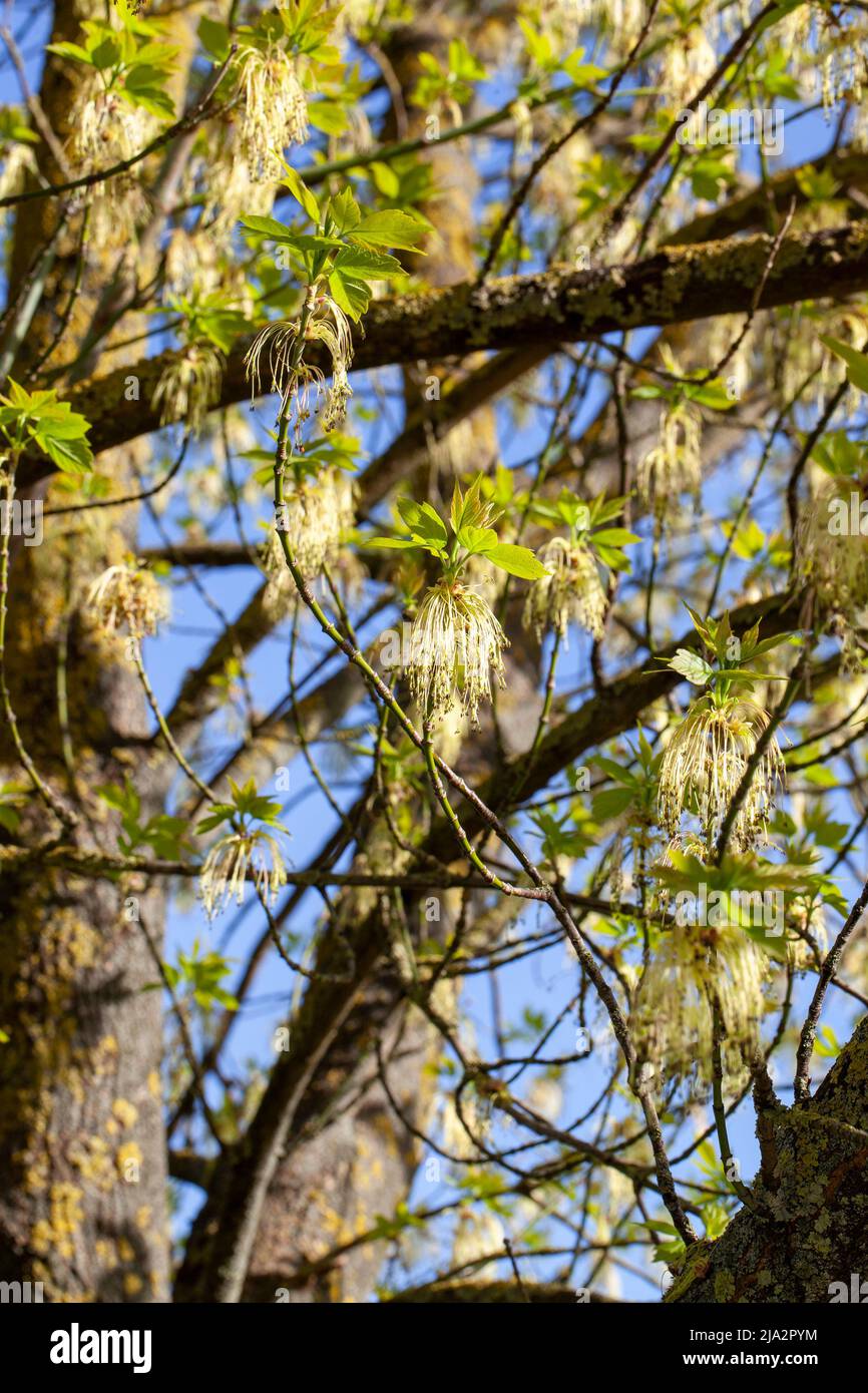 flowering maple trees in the spring season, beautiful sunlight-lit ...