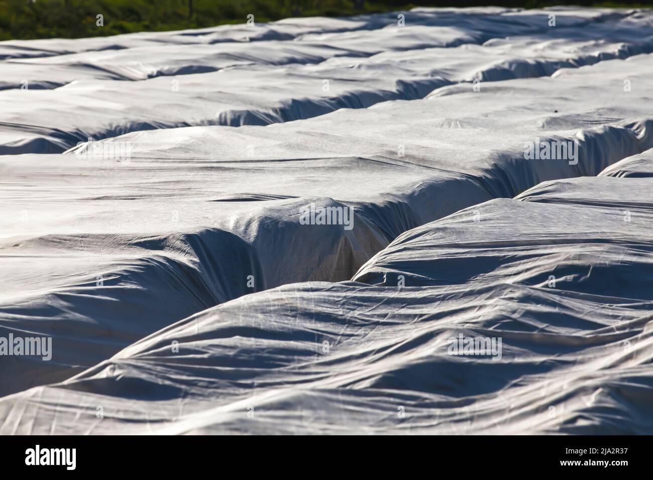 a potato plantation covered with a film to create heat and get a good ...