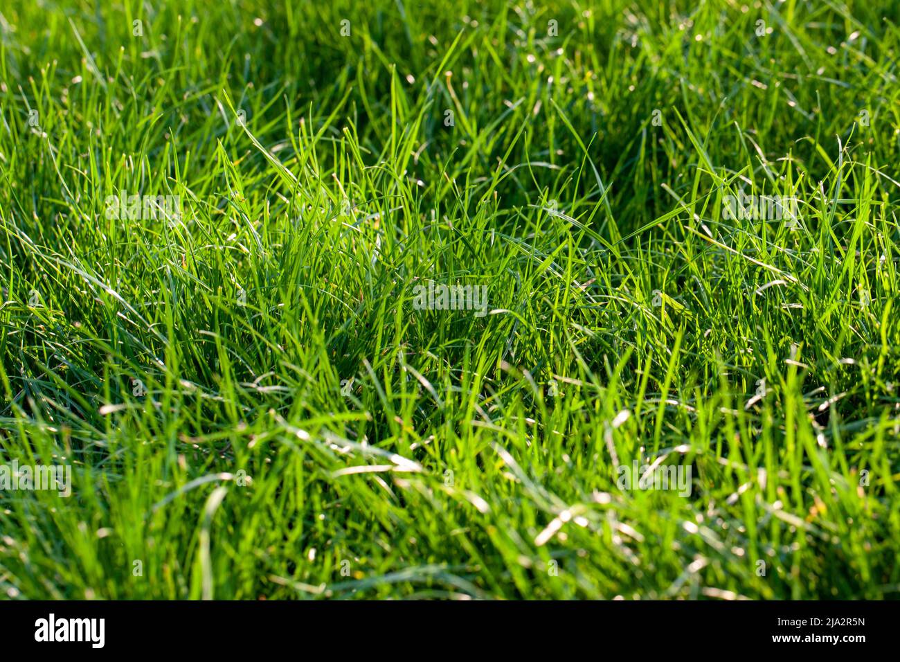 part of the field where green grass grows, green grass growing in the ...