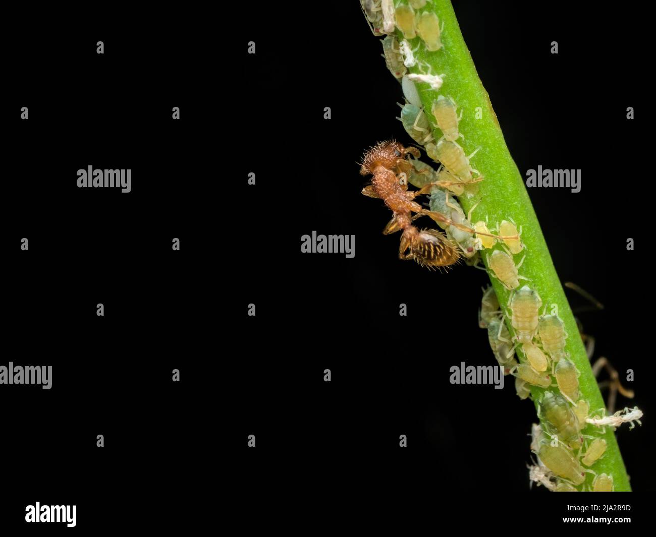 Mutualism symbiosis hi-res stock photography and images - Alamy