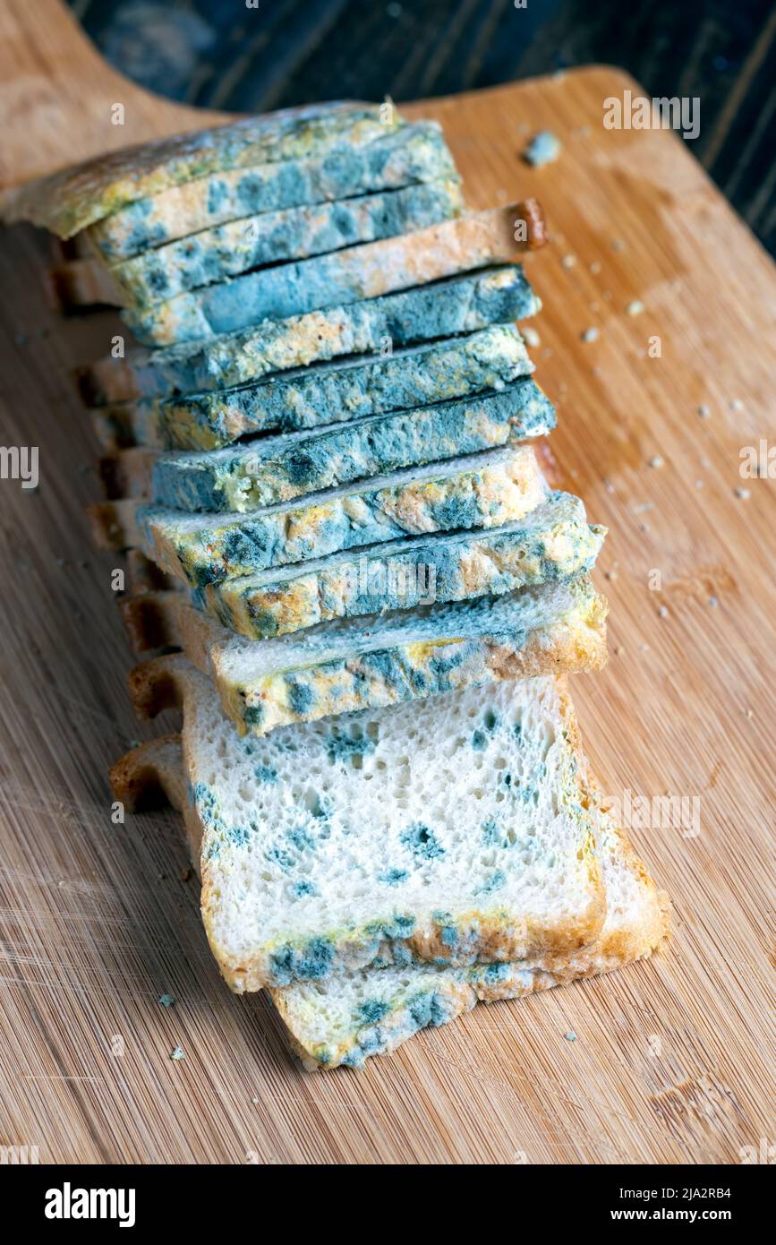 spoiled and completely covered with mold white wheat potion on the ...