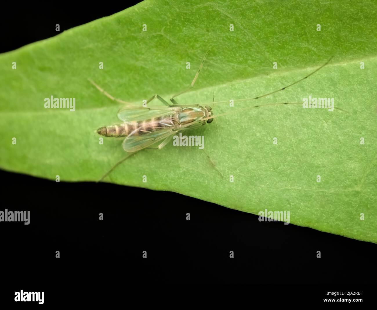 Phantom insects hi-res stock photography and images - Alamy