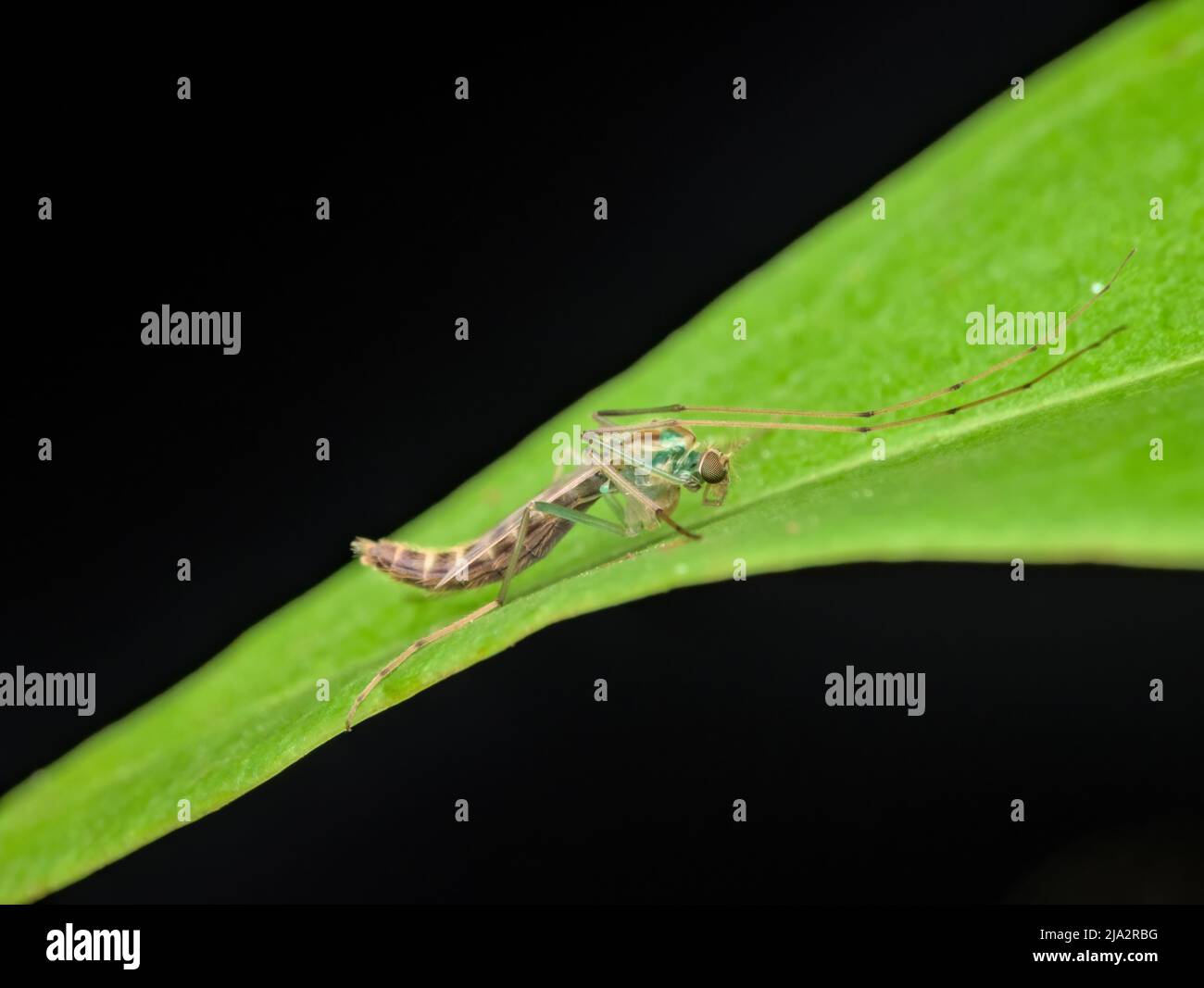 Phantom insects hi-res stock photography and images - Alamy