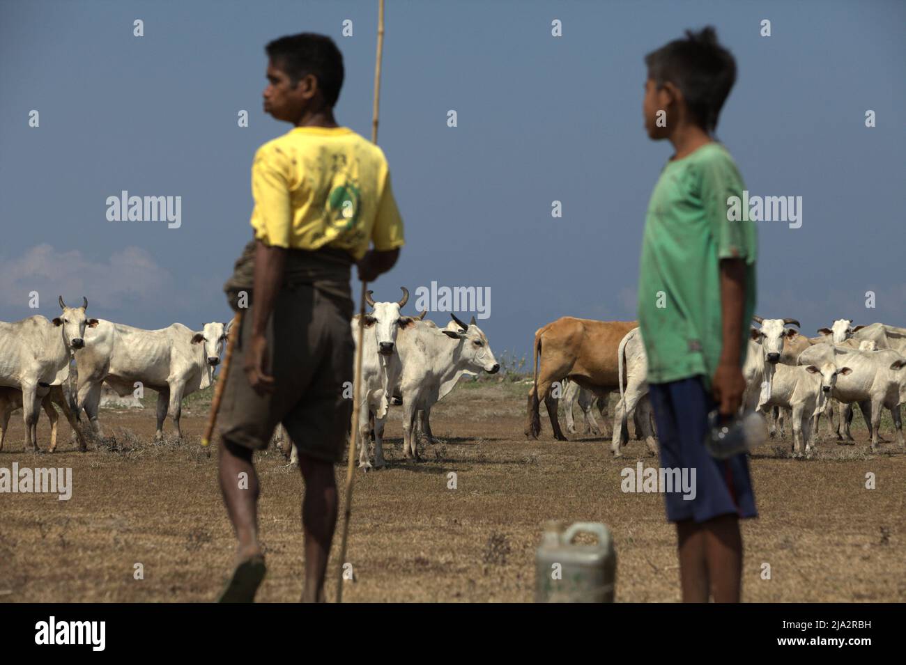 A cattle herd in a foreground of a shepherd and a child on a coastal ...