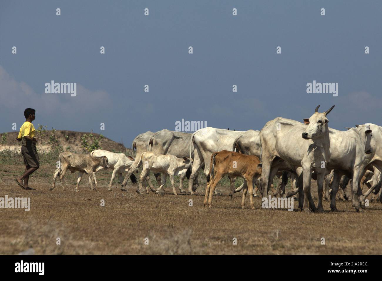 Sumba cows hi-res stock photography and images - Alamy
