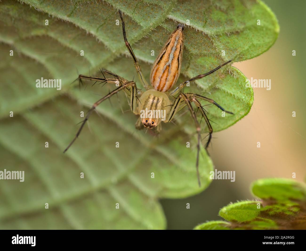 Spider under the leaf hi-res stock photography and images - Alamy