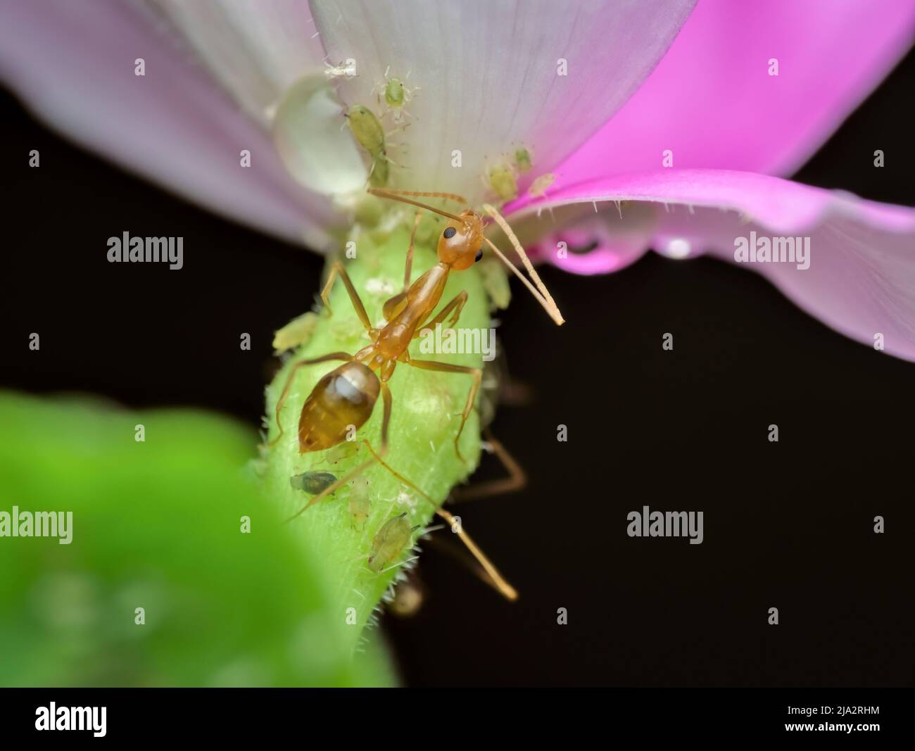 Insect mutualism hi-res stock photography and images - Alamy