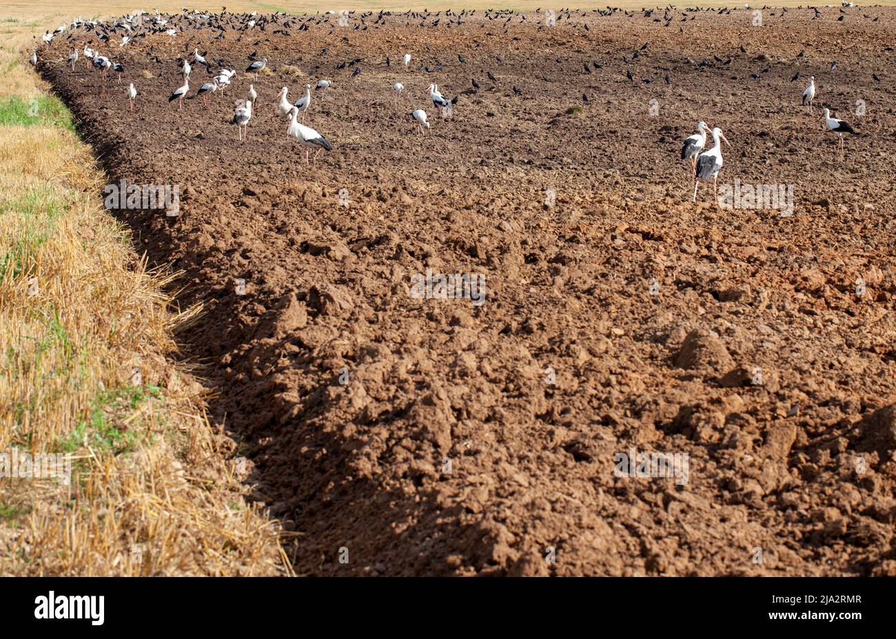 a large number of stork birds on plowed fertile soil, agricultural ...