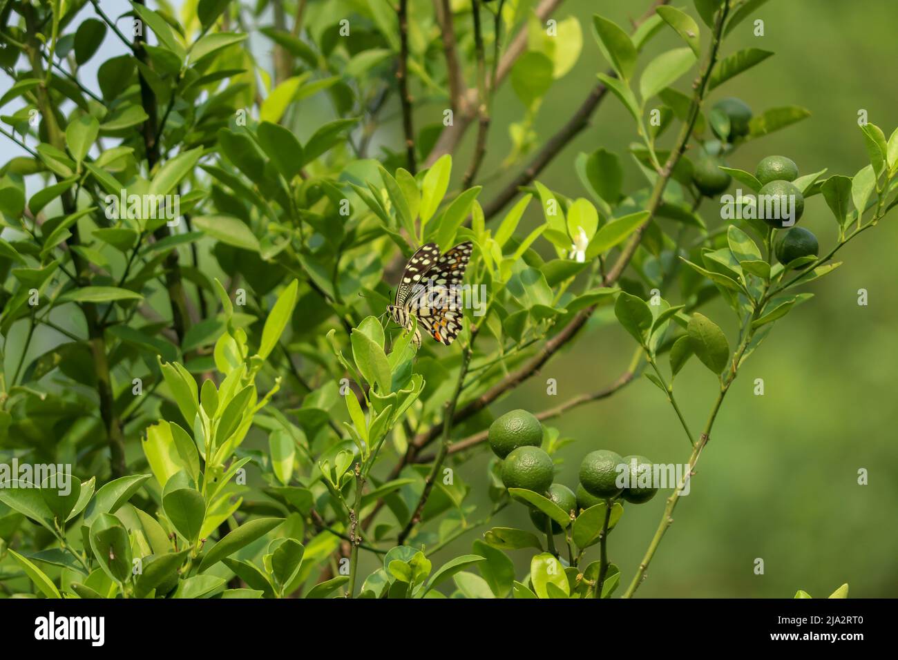 Lime green wings hi-res stock photography and images - Alamy
