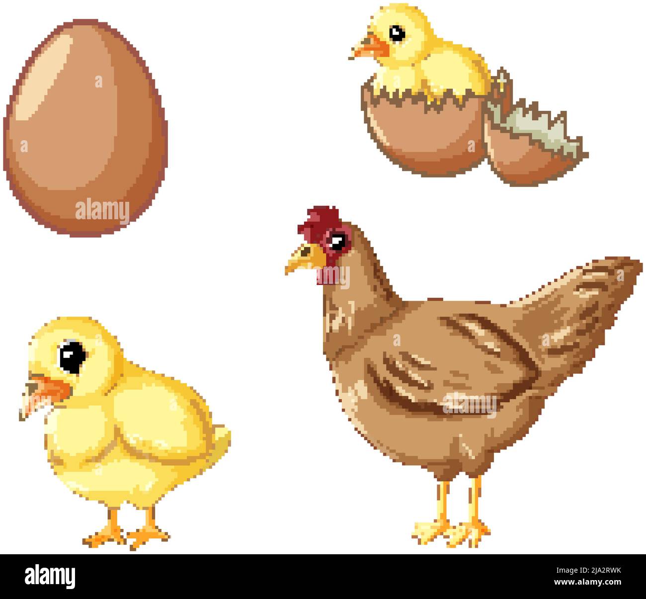 Chicken life cycle set illustration Stock Vector Image & Art - Alamy
