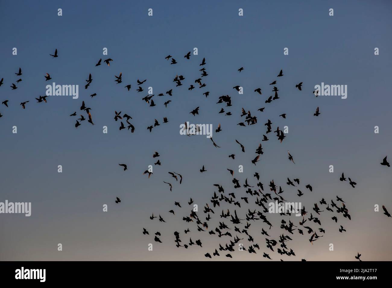birds flying in the blue sky in a small flock, a group of birds against ...