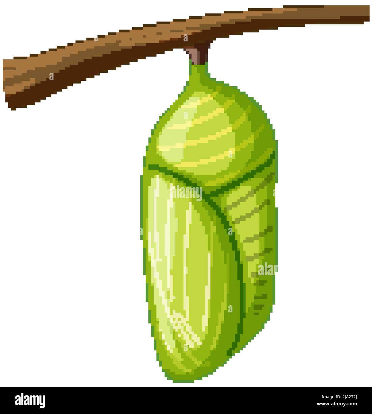 Pupa of butterfly on white background illustration Stock Vector Image ...