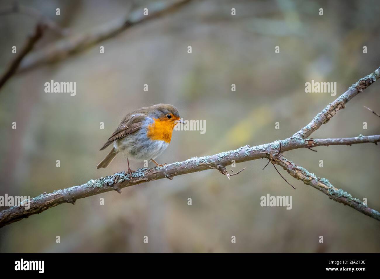 A robin sits on a branch in a nature park in the Netherlands Stock ...