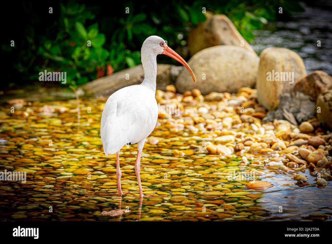 A rare bird in the water in Florida in the United States Stock Photo ...
