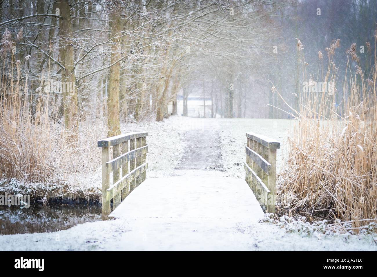 A bridge in winter wonderland forest in the Netherlands Stock Photo - Alamy