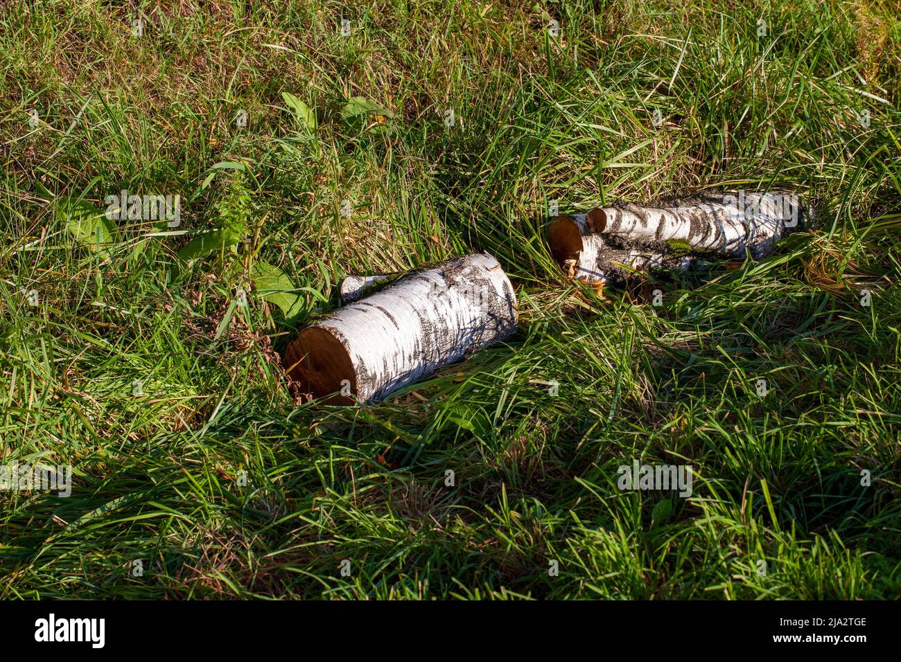 hardwood logging for industrial processing and production, tree trunks ...