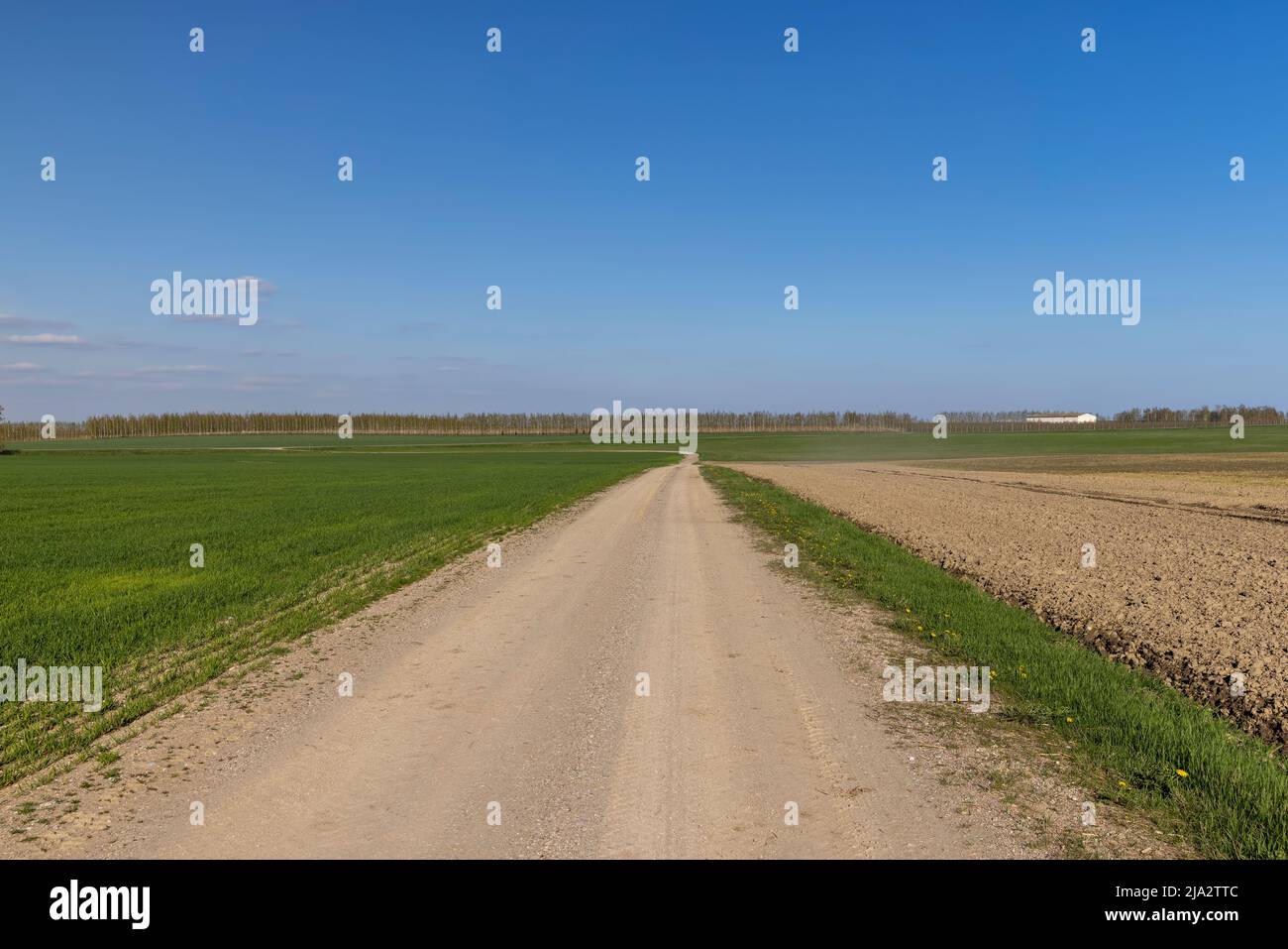an unpaved highway along which green plants, grass and other plants ...