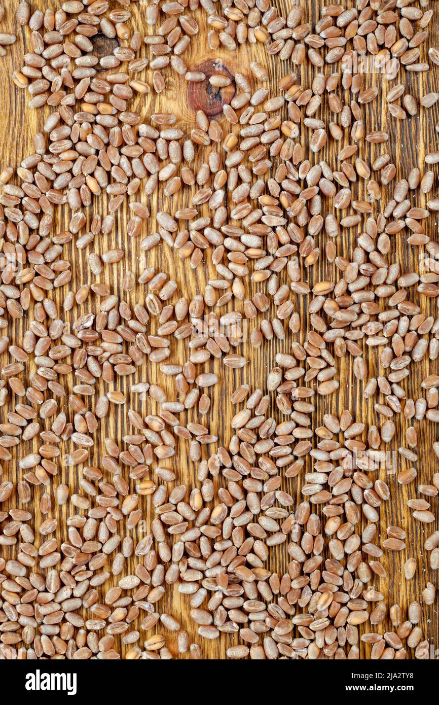 mature wheat grains from which it is possible to obtain a new crop of ...