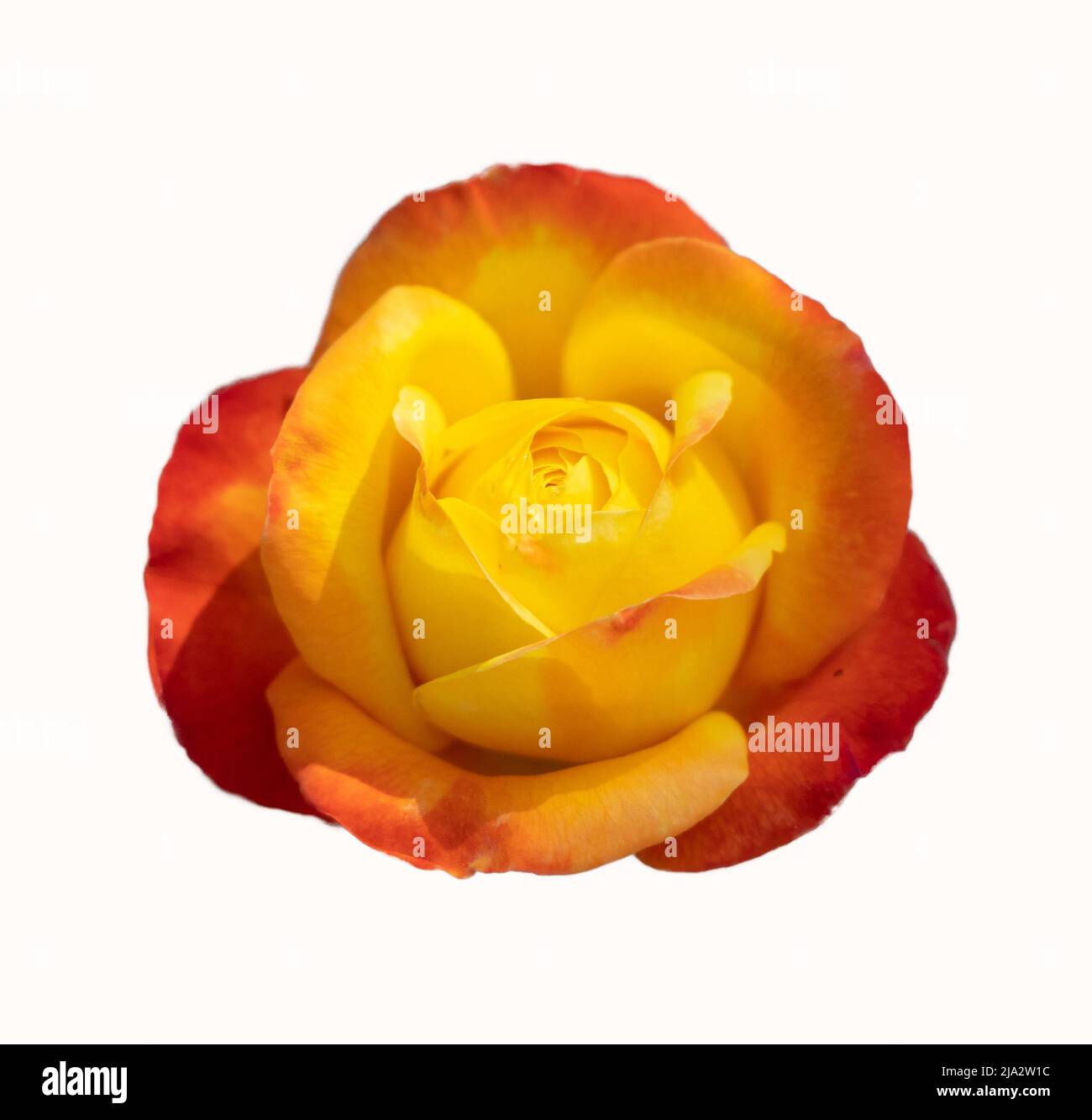 Multi-colored rose blossom against a white background Stock Photo - Alamy