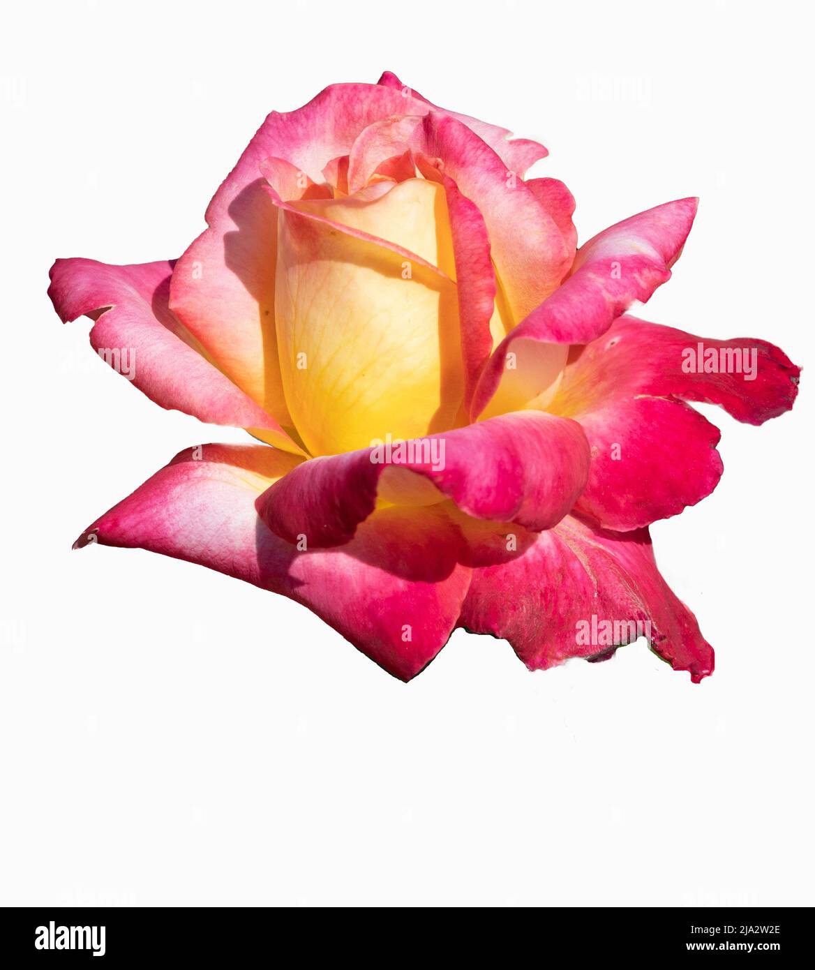 Multi-colored rose blossom against a white background Stock Photo - Alamy