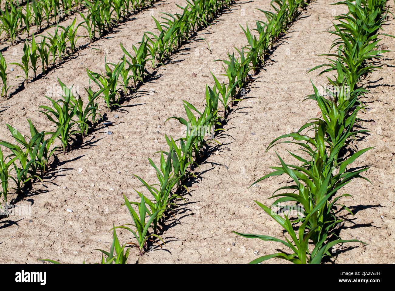 young green corn in mud and soil after rains, agricultural field with ...