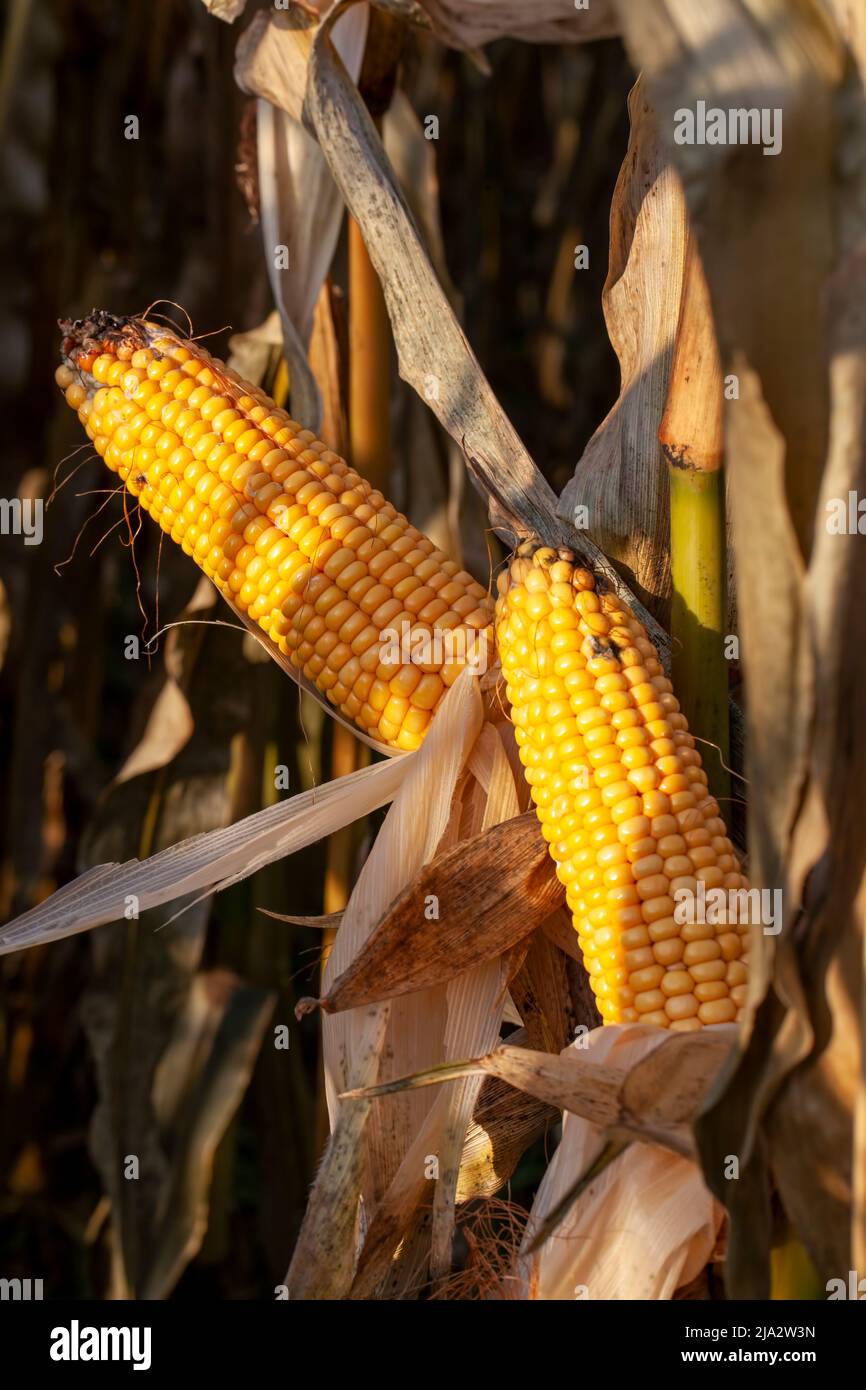 yellow ripe corn fruits in summer, corn cobs in mold and mushroom Stock ...