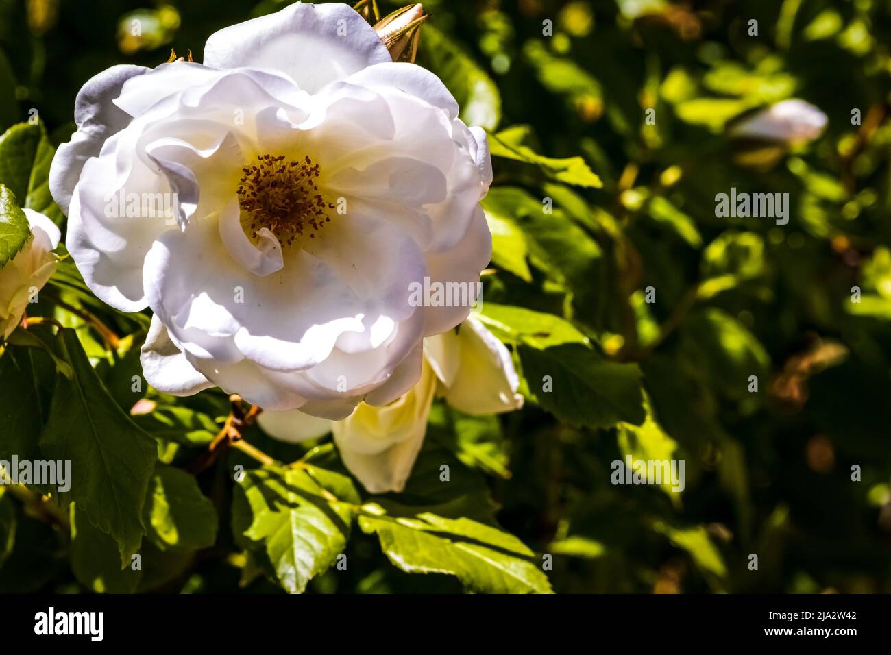 A very white rose brightens an already bright day Stock Photo - Alamy