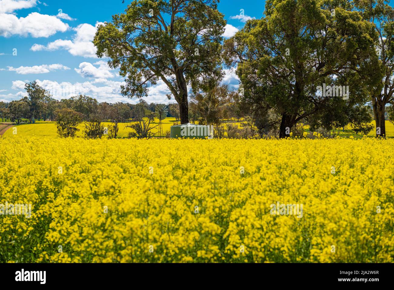Canola Fields in Western Australia Stock Photo - Alamy