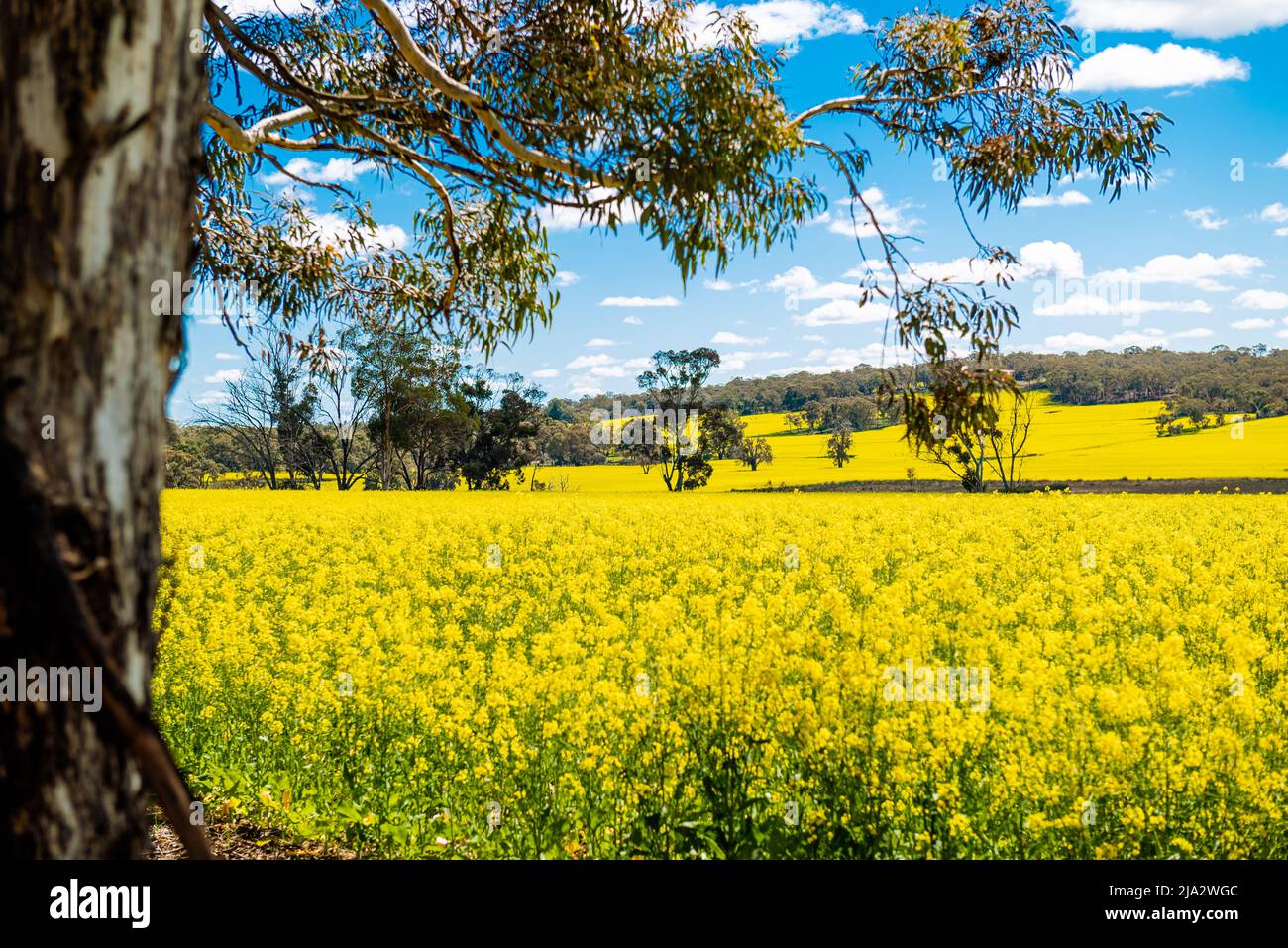 Canola Fields in Western Australia Stock Photo - Alamy