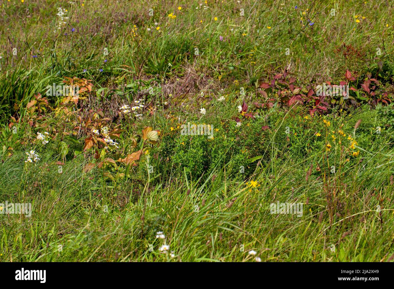 part of the field where green grass grows, green grass growing in the ...