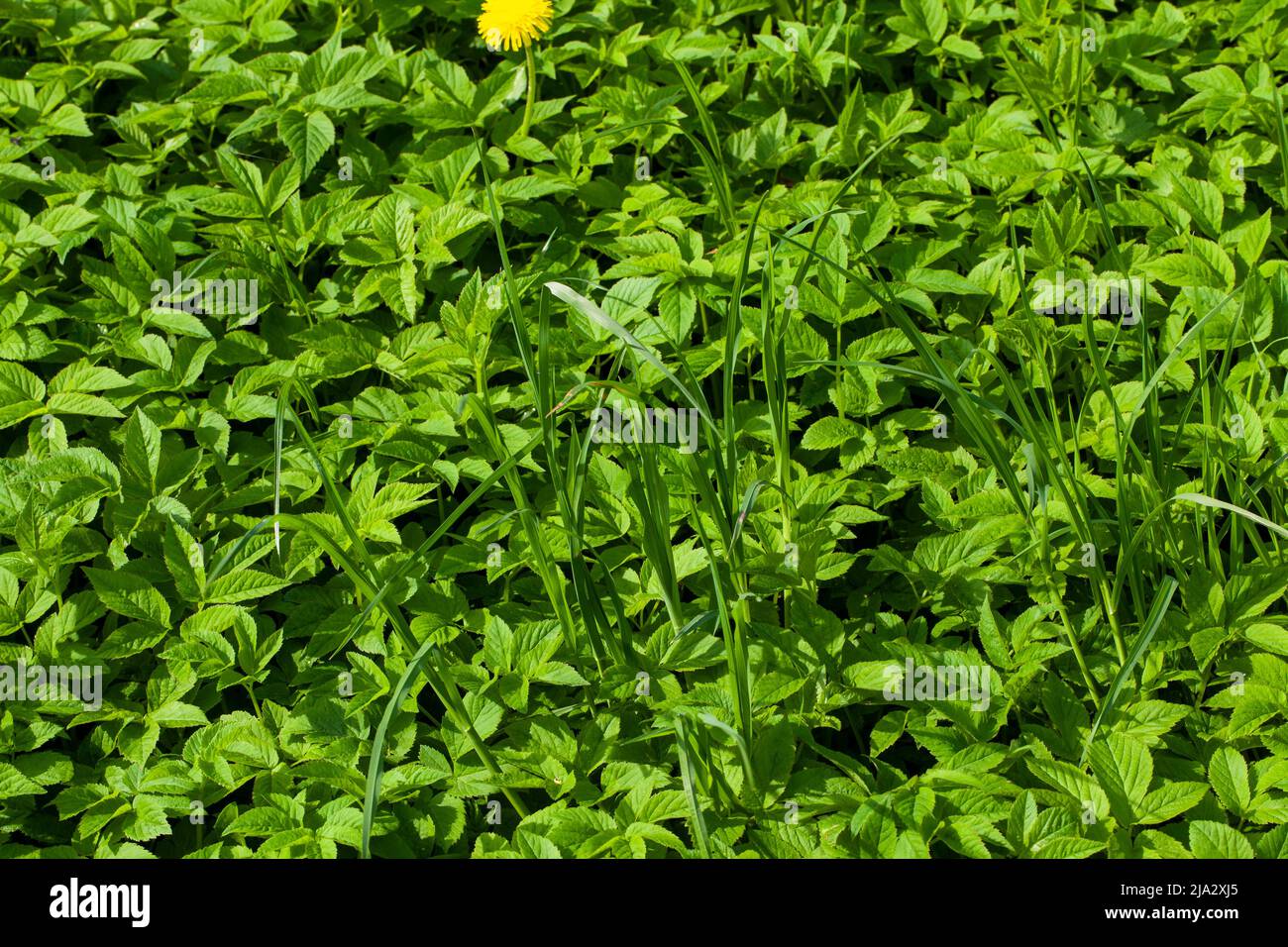 green grass in the summer, simple plain grass weeds on the field in the ...